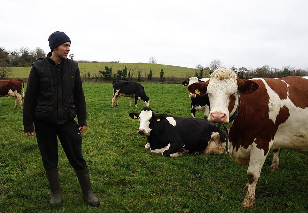 FEN FARM DAIRY VISIT: THE REVIVAL OF SUFFOLK CHEESE – La Fromagerie
